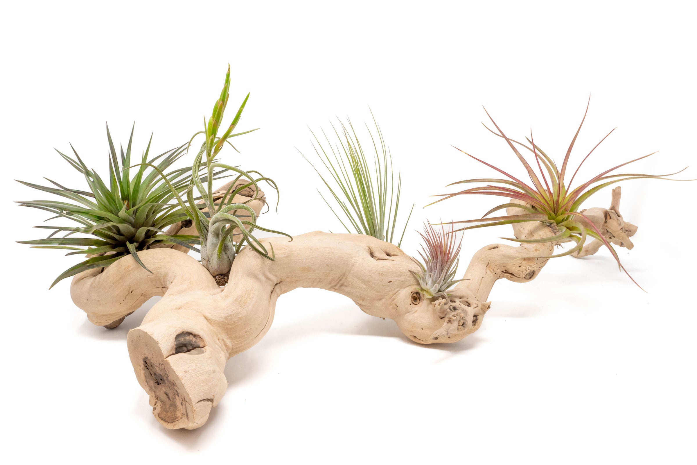 Top 7 Tillandsia Air Plants Wholesale Manufacturers 2026