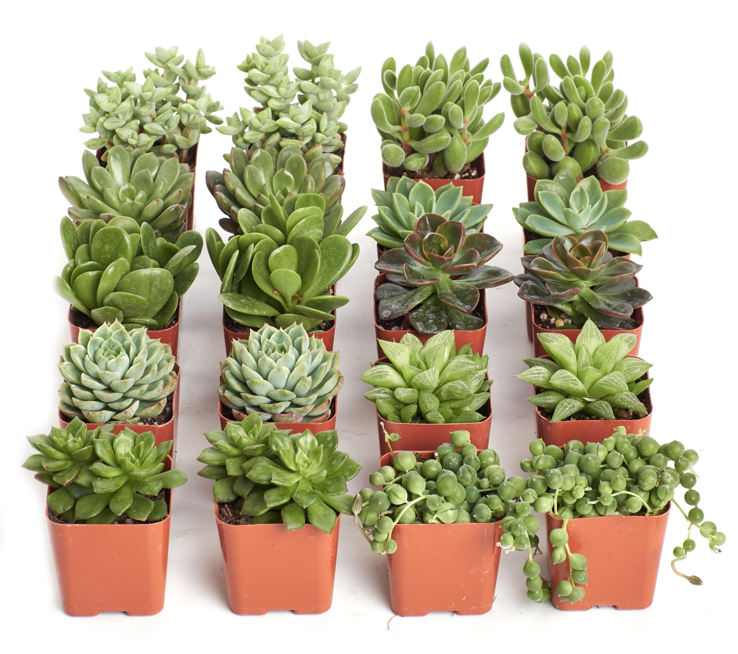 Top 10 Mini Succulent Bulk Manufacturers 2026