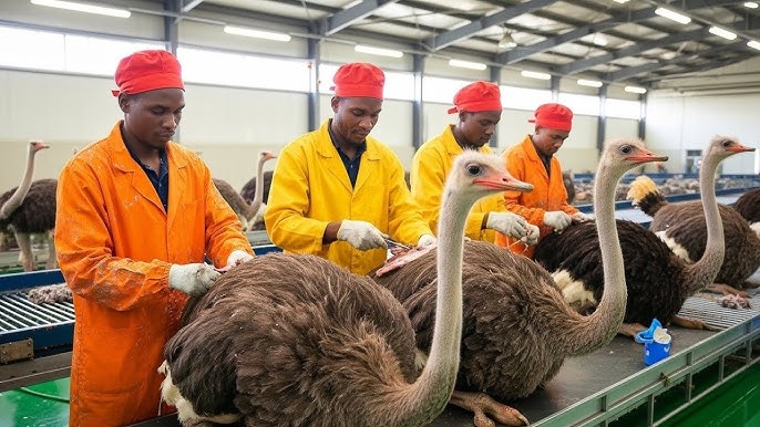 Top 8 Ostrich Plumes Wholesale Manufacturers 2026